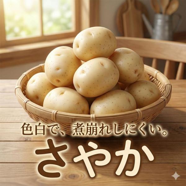 さやかは大粒、多収であり、ジャガイモシストセンチュウ抵抗性を持つ品種です。外観が優れ剥皮歩留りがよいため、主にサラダなどの業務加工用として利用されています。・皮、肉色…皮色は白色で滑らか、肉色は白。・形…卵形、目は浅くて少ない。・肉質…やや...