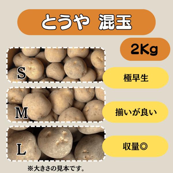 とうやは早生種でいもが大きく、揃いがいいことが特徴のじゃがいもです。・皮、肉色…皮色は黄褐色でやや粗い。肉色は黄色。・形…球形。目はやや浅く、少ない。・肉質…やや粘質・調理…煮崩れしにくい。（料理例：カレー、肉じゃが、スライスサラダ等）