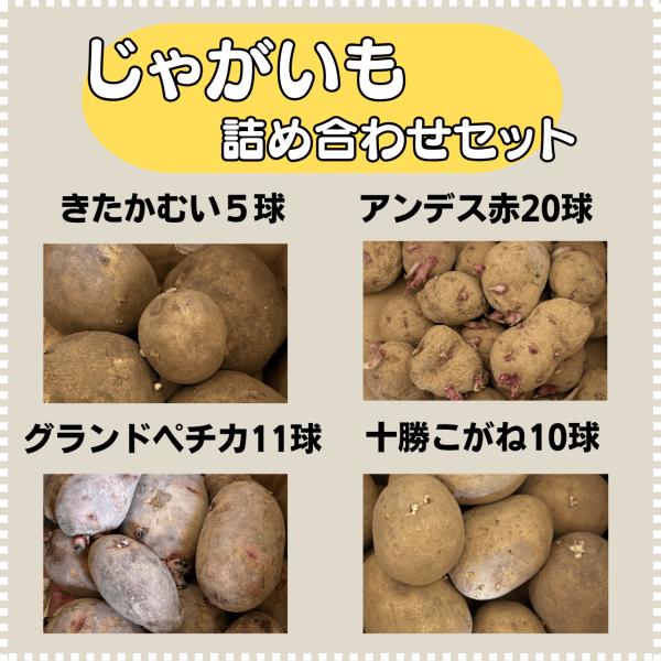 ●グランドペチカ　11球最大の魅力は、ジャガイモの概念を覆すほどの「甘み」と「コク」です。食感は粘り気のあるホクホク系で、まるで栗やサツマイモを食べているかのような濃厚な味わいが楽しめます。火が通りやすく、煮崩れもしにくいため、肉じゃがやカ...