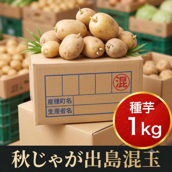 栽培特性熟期: 早生（植付後約75日で収穫可能）適応性: 春作・秋作の二期作栽培に適応収量: 多収性草姿: 茎葉が多く繁茂し、倒伏しやすい傾向品質・外観外観: 良好で市場評価が高い食味: 良好で幅広い料理に適応皮の特徴: 比較的扱いやすい長...