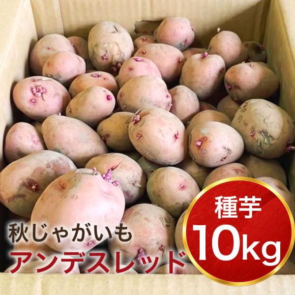 1. アンデスレッドとは？その魅力と特徴・ 赤ピンク色の皮と黄色身が特徴のじゃがいもです。・ ホクホクとした食感で、非常に美味しいと評価されています。・秋植えにも適しており、約2ヶ月と休眠期間が短いため、年2回栽培を目指しやすい品種です。 ...