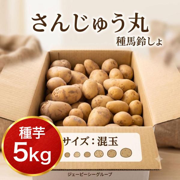 【「さんじゅう丸」が選ばれる３つの理由】病気に強く、育てやすい！連作で心配なそうか病やシストセンチュウにとても強いので、初めての方でも安心して育てやすいのが特長です。見た目も美しく、皮がむきやすい！卵のような形でゴツゴツせず、芽も浅いので、...