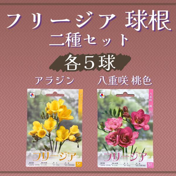 開花期　：3月中旬〜5月中旬植付時期：9月〜11月草丈　　：30〜50ｃｍ用途　　：切花・花壇・鉢植えアラジン春を感じさせる甘い香りと、何よりも鮮やかな花色がすばらしい品種です。花壇・鉢植えのほか切花にも最適です。八重咲 桃色ボリュームのあ...