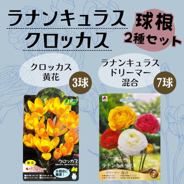 クロッカス植え時期：10月〜12月花時期　：1月〜3月草たけ　：5〜10ｃｍ楽しみ方：水栽培・花だん・コンテナ春を告げる花として、北国では雪どけを待ちかねたように、いち早く可愛い顔をのぞかせてくれる水栽培に最適な品種です。また鉢植えやコンテ...