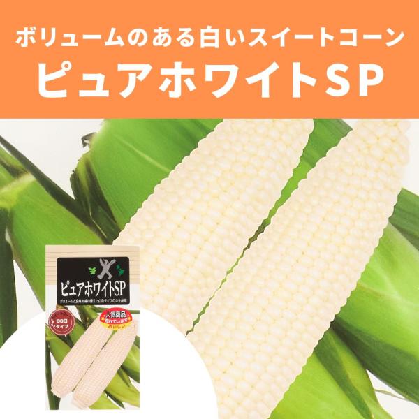 「ピュアホワイトSP」雪印種苗自慢の白いトウモロコシです。その最大の特徴は、以下の通りです。極上の甘さと食感: 糖度が非常に高く、まるでフルーツのような甘さが口いっぱいに広がります。粒皮も柔らかく、ジューシーで極上の食感が楽しめます。美しい...