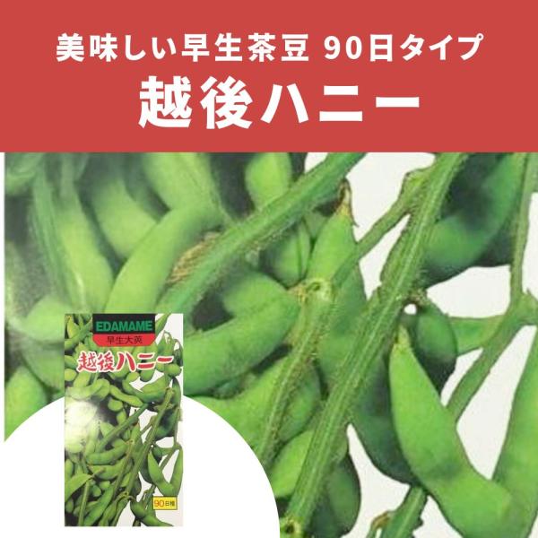 美味しい早生茶豆。90日タイプ。○植付時期／５月上旬〜６月中旬○収穫時期／８月上旬〜９月上旬