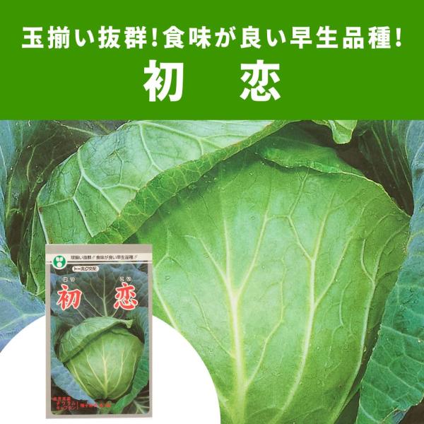 揃い抜群の甘くて柔らかい、美味しいキャベツ。○植付時期／４月中旬○収穫時期／８月下旬●特性（１）定植後60~65日で収穫できる、良質な早生品種です。（２）食味は歯切れが良く、甘みもあり、生食に最適です。（３）球揃いが非常に良いので一斉収穫が...