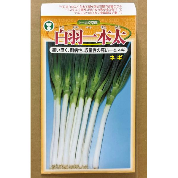 揃い抜群、耐病性、収量性の高い葱。○植付時期／４月中旬○収穫時期／１０月末〜●特性(1)葉の耐病性が強く、耐暑性も強い品種です。(2)早生で伸長性が良く、エリのしまりも良いです。(3)夏〜秋どりに適します。