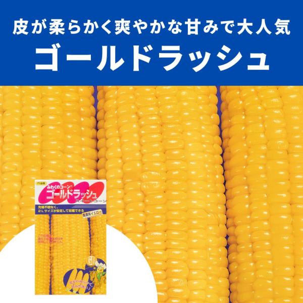 皮が柔らかく、爽やかな甘みで大人気のイエローコーン。○植付時期／４月末〜○収穫時期／７月末〜