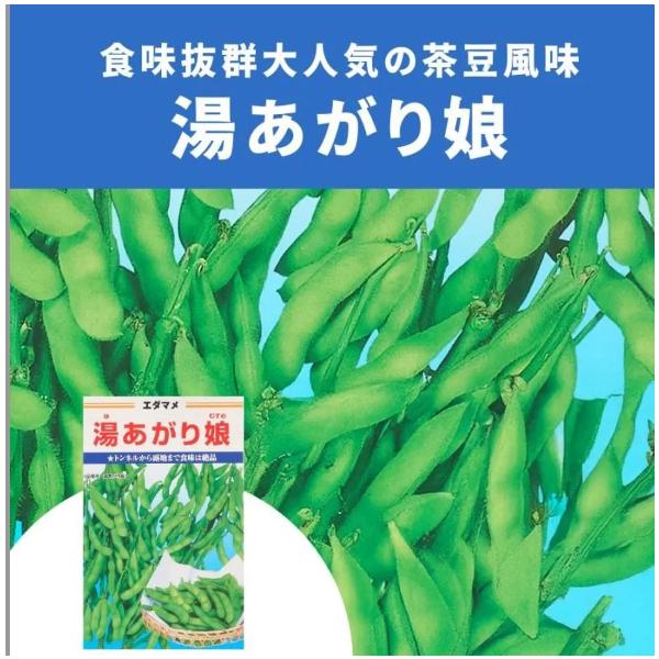 中早生85日タイプ。食味抜群大人気の茶豆風味。○植付時期／４月中旬〜○収穫時期／７月中旬〜※登録品種(登録名　KAE-003)　※海外持出禁止(公示(農林水産省HP)参照)