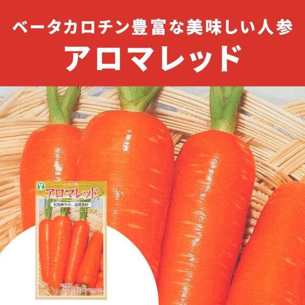 コート種子人参臭さがなく、ベータカロチン豊富な美味しい人参。春・夏まき兼用品種で、適作栽培で１１０日前後で収穫可能○植付時期／４月中旬　7月○収穫時期／８月末〜●特性（１）根長はやや長め（１８〜１９ｃｍ）の円筒形です。（２）濃紅色で、芯部ま...