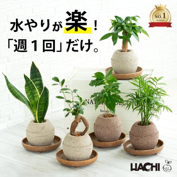 ＜製品仕様＞【ブランド】　アクアプラントポット(R)【植物の種類】　●コーヒーの木　●パキラ　●ガジュマル　●サンスベリア　●モンステラ　●テーブルヤシ【植木鉢（アクアプラントポット(R)）のサイズ】　●玉S：外径110φ×内径45φ×H1...