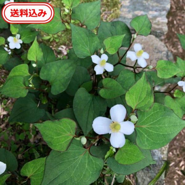 徳島産・農薬不使用の天然ドクダミ根10本セットです。化学肥料や除草剤を使わずに育てた、自然栽培のドクダミをお届けします。丈夫で育てやすく、植えっぱなしでも毎年楽しめる宿根草です。庭植えはもちろん、家庭で自然の草花を育てたい方にもおすすめです...