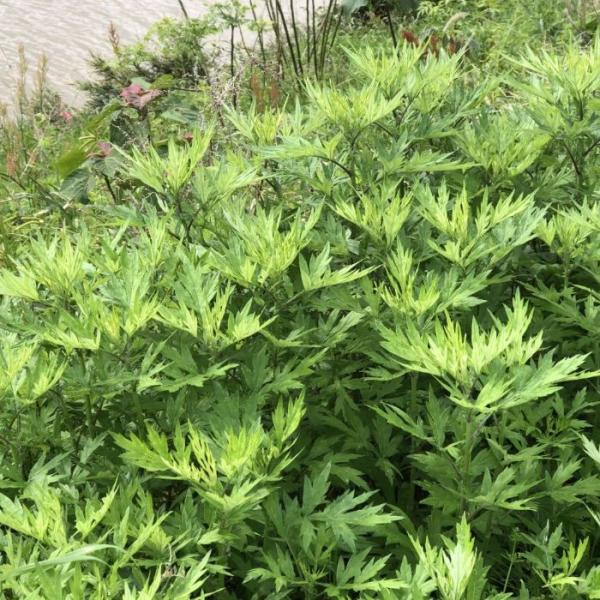 徳島産・農薬不使用の天然ヨモギの根 10本セットです。苗ではなく種根の商品で、植え付け後に新しく育ちます。プランターや鉢植えでも育てやすく、家庭菜園初心者の方にもおすすめです。よもぎ餅、お茶、よもぎ蒸しなどに使えるヨモギを、ご家庭で楽しみた...