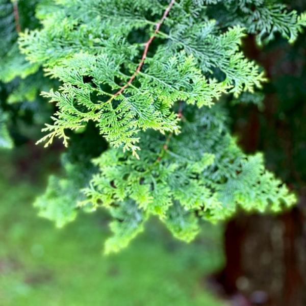 徳島産天然のひのき葉20枚です。枝付きで使いやすく、お供えや料理演出、和素材としておすすめです。ひのきならではの自然な香りを楽しみたい方にも向いています。天然物のため、形や大きさにはばらつきがあります。