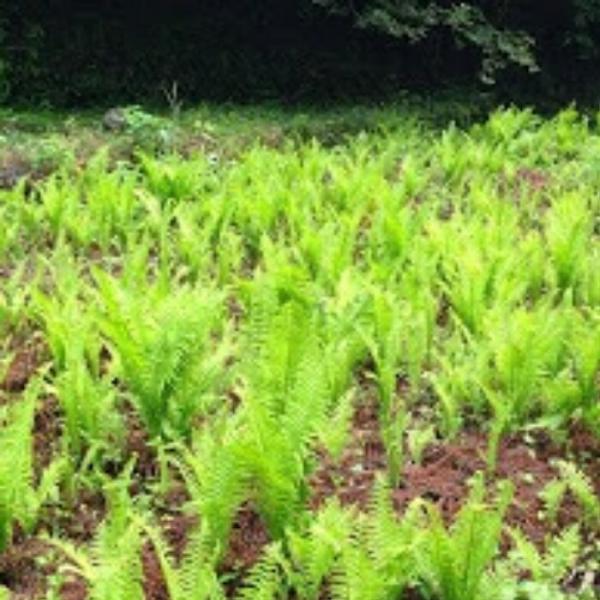 「春の訪れを告げる山菜、コゴミのやさしい味わい」コゴミ素掘り苗1株植え付け山の中や林の中の日陰に自生している植物です。腐葉土をたっぷりと漉き込み、水はけよく保水性の高い土を作ります。葉が大きく伸びるので、株元はしっかりと深く植え付けましょう...