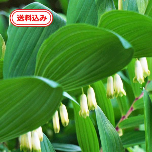 徳島産の芽付きナルコユリの根3個セットです。半日陰を好み、日陰の庭やシェードガーデンに取り入れやすい多年草です。丈夫で育てやすく、初夏には白い花を楽しめます。山野草を育てたい方や、自然な雰囲気の庭づくりをしたい方におすすめです。自然物のため...