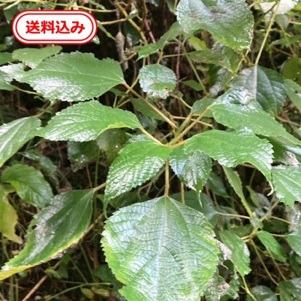 徳島産の天然ナンバンカラムシ根茎1個です。丈夫で育てやすく、植えっぱなしでも管理しやすい野草です。フクラスズメ幼虫の餌となる食草として、観察用・飼育用・栽培用におすすめです。自然の植物を育てたい方や、食草を探している方にも向いています。自然...