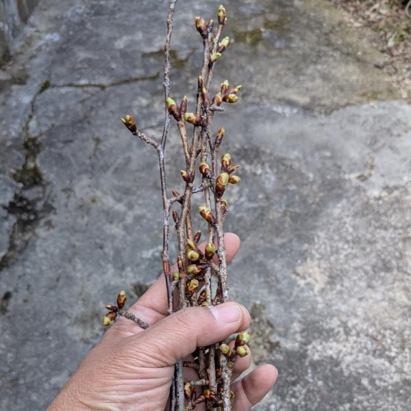 徳島県三好市の自社山林に息づく、天然の桜の小枝です。ソメイヨシノ、枝垂れ桜、山桜など、その時期に最も状態の良い品種を店主が厳選して切り出します。サイズ: 約15cm（八寸やお膳、お弁当に最適なサイズ）内容: 5本セット（※時期により品種が変...
