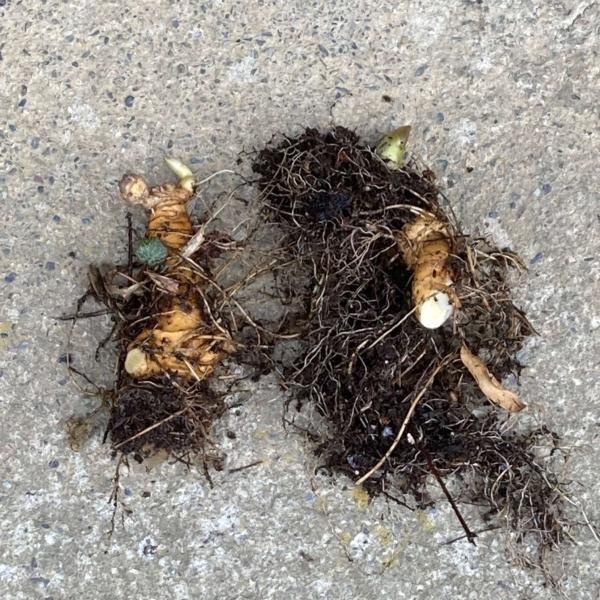 徳島産のアマドコロ根茎2本セットです。春の新芽付きで、日陰や半日陰の庭に植えやすい宿根草です。農薬を使わず自然の山で育った丈夫な株を、手掘りで掘りたて発送します。根を横に寝かせて3〜5cmほど土をかぶせて植え付けてください。一度根付くと毎年...