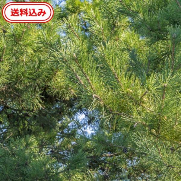 「赤松の葉、自然が奏でる癒しのハーモニー」徳島県産の赤松の葉100gは、天然で農薬不使用の生葉です。アロマや観賞用として、また松の木材、松の実、松ヤニ、精油、ドライフラワー、プリザーブドフラワーなど多様な用途に利用されています。コニシ農園が...