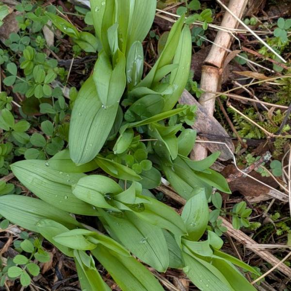 徳島産の天然カンゾウの新芽20本です。飾りや料理のあしらい用として使いやすい、春の自然素材です。ご注文後、発送直前に採取し、鮮度を大切にしてお届けします。四国・近畿・中国地方の翌日到着エリア限定での販売です。自然物のため、サイズのばらつきや...