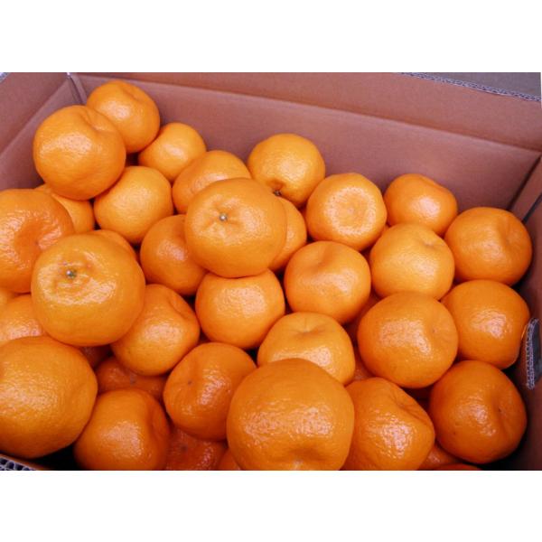 今シーズンの柑橘は、みかんに続きポンカンも豊作で、美味しくなっていておすすめです。酸味より甘みの方が強いポン柑は、どなたにでもおすすめできる美味しいみかんです。皮がむきやすいので、どこででも手軽に食べられますし、一皮むくごとに、とてもいい香...