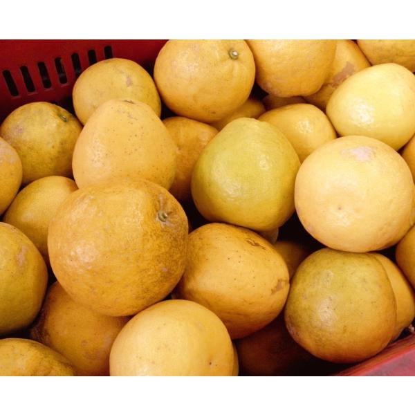 当店で毎年大人気のみかん「河内晩柑（かわちばんかん）」今年は早めに味が付いて美味しくなっておりますが、出始めでまだまだかなりジューシーですが、期間限定、お味見価格でお届けします。愛媛県内では、美生柑(みしょうかん)、宇和ゴールドの名前で知ら...