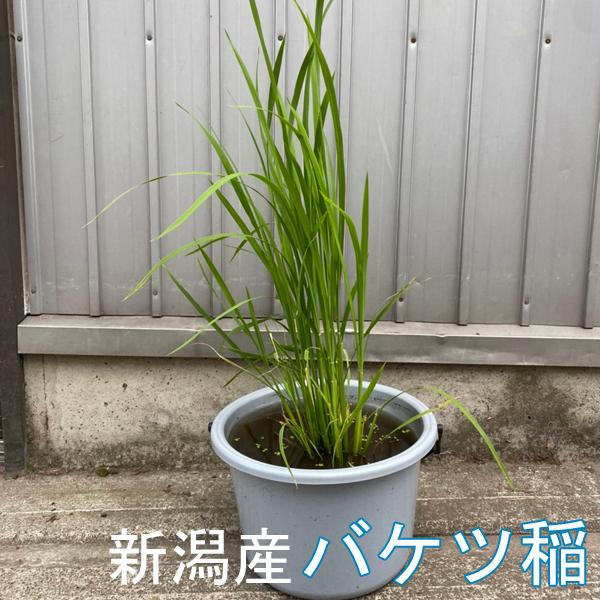 バケツごとお送り致します。 夏休みの自由研究○お届け時には写真の映像より大きくなっていることが予想されます。○特別注意するところはありません。○土が乾かない程度に水を入れて下さい。○肥料は入れてお届け致しますのでこれ以上は入れないで下さい、...