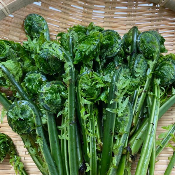 新潟産 こごみ 500g 天然 こごめ 高原 妙高産