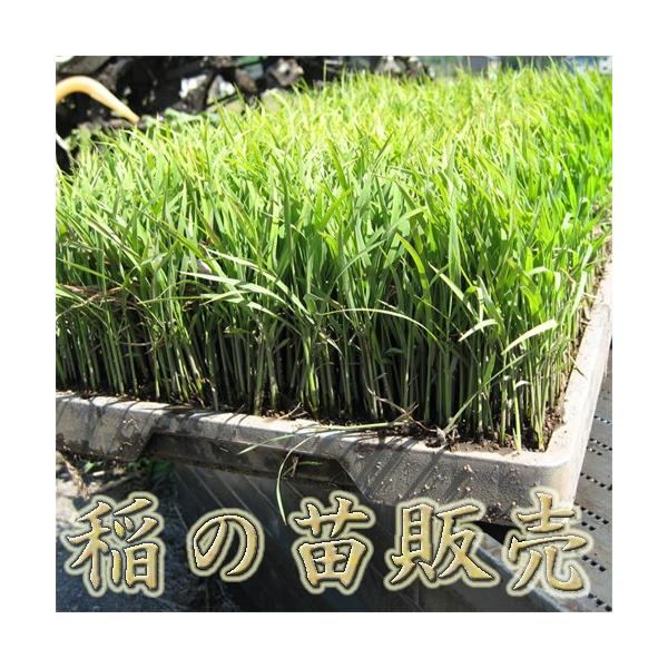 稲の苗をお届けしています。学校田やバケツ苗にも使われています。販売時期も限られています。天候にもよりますが５月上旬〜５月下旬頃までの販売になります。お届け日などは再度メール・電話にてお伺い致します。商品が届き次第箱から出して頂き苗に水がある...