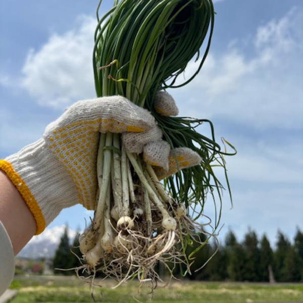 新潟産 ノロロ 500g 天然 ノビル 高原 妙高産 山菜 土付きでのお届けになります。