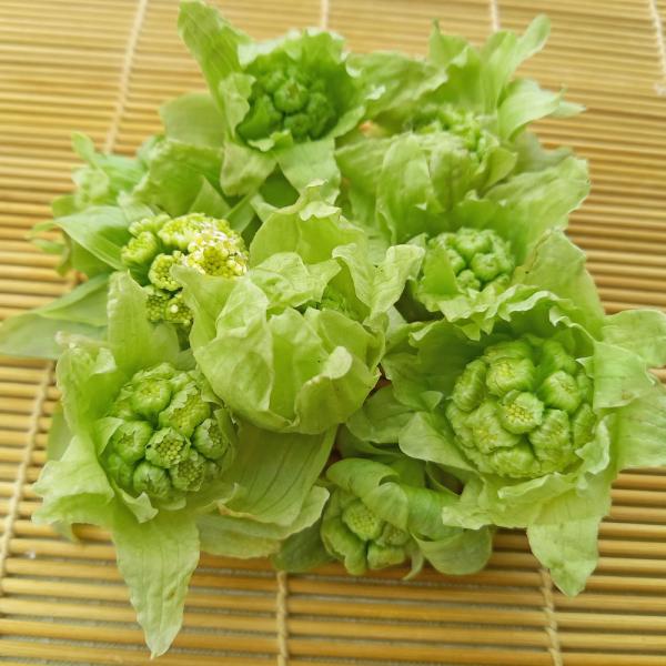 発送開始しました,雪深い魚沼産のふきのとうです、アクが少なく苦みは弱めでとても食べやすく、天ぷらにするとお子様も喜んで食べてくれます。天然物ですので、その日採れるか、どんな大きさか行ってみないとわかりませんのでお届け日指定はできませんが、時...