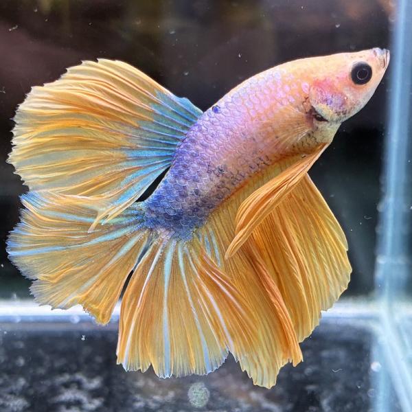 生体　熱帯魚　飼育　アナバス　タイ　ブリード　かわいい　高知熱帯魚サービス　Species complex　スプレンデンス　ラビリンス器官　ベタ　改良ベタ　グラミー　ショーベタ　BETTA　闘魚　トウギョ　初心者　簡単　スズキ目　キノボリウ...