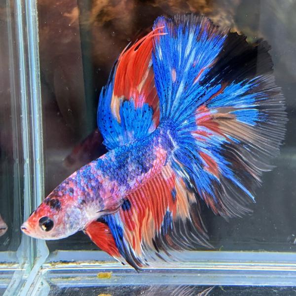 生体　熱帯魚　飼育　アナバス　タイ　ブリード　かわいい　高知熱帯魚サービス　Species complex　スプレンデンス　ラビリンス器官　ベタ　改良ベタ　グラミー　ショーベタ　BETTA　闘魚　トウギョ　初心者　簡単　スズキ目　キノボリウ...