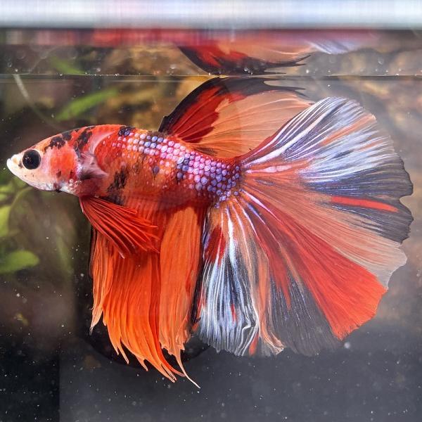 生体　熱帯魚　飼育　アナバス　タイ　ブリード　かわいい　高知熱帯魚サービス　Species complex　スプレンデンス　ラビリンス器官　ベタ　改良ベタ　グラミー　ショーベタ　BETTA　闘魚　トウギョ　初心者　簡単　スズキ目　キノボリウ...