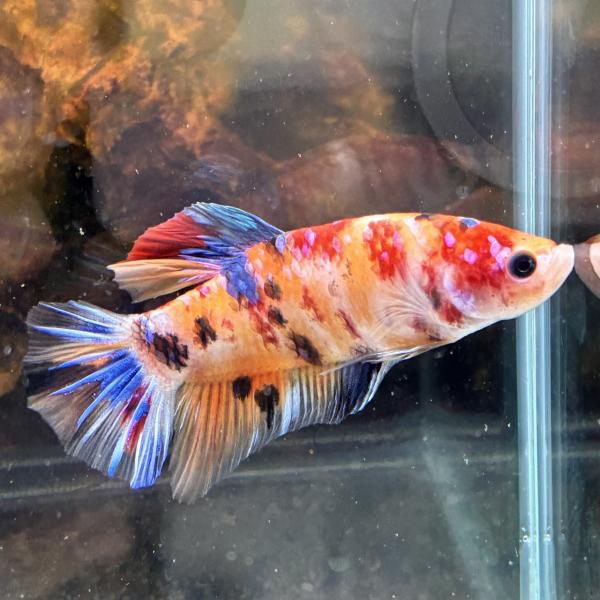 生体　熱帯魚　飼育　アナバス　タイ　ブリード　かわいい　高知熱帯魚サービス　Species complex　スプレンデンス　ラビリンス器官　ベタ　改良ベタ　グラミー　ショーベタ　BETTA　闘魚　トウギョ　初心者　簡単　スズキ目　キノボリウ...