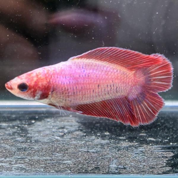 生体　熱帯魚　飼育　アナバス　タイ　ブリード　かわいい　高知熱帯魚サービス　Species complex　スプレンデンス　ラビリンス器官　ベタ　改良ベタ　グラミー　ショーベタ　BETTA　闘魚　トウギョ　初心者　簡単　スズキ目　キノボリウ...