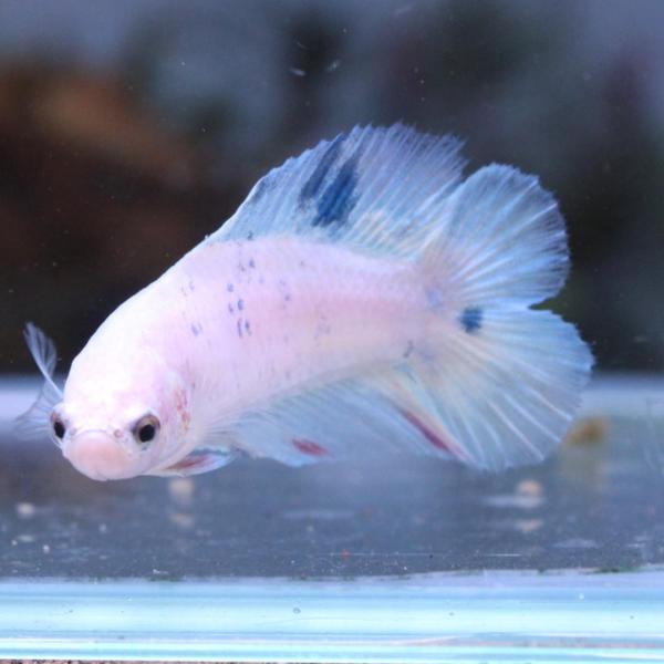 生体　熱帯魚　飼育　アナバス　タイ　ブリード　かわいい　高知熱帯魚サービス　Species complex　スプレンデンス　ラビリンス器官　ベタ　改良ベタ　グラミー　ショーベタ　BETTA　闘魚　トウギョ　初心者　簡単　スズキ目　キノボリウ...