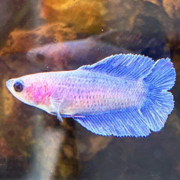 生体　熱帯魚　飼育　アナバス　タイ　ブリード　かわいい　高知熱帯魚サービス　Species complex　スプレンデンス　ラビリンス器官　ベタ　改良ベタ　グラミー　ショーベタ　BETTA　闘魚　トウギョ　初心者　簡単　スズキ目　キノボリウ...