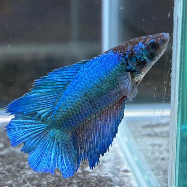 生体　熱帯魚　飼育　アナバス　タイ　ブリード　かわいい　高知熱帯魚サービス　Species complex　スプレンデンス　ラビリンス器官　ベタ　改良ベタ　グラミー　ショーベタ　BETTA　闘魚　トウギョ　初心者　簡単　スズキ目　キノボリウ...