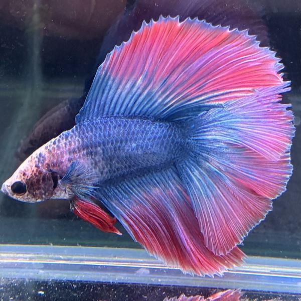 生体　熱帯魚　飼育　アナバス　タイ　ブリード　かわいい　高知熱帯魚サービス　Species complex　スプレンデンス　ラビリンス器官　ベタ　改良ベタ　グラミー　ショーベタ　BETTA　闘魚　トウギョ　初心者　簡単　スズキ目　キノボリウ...