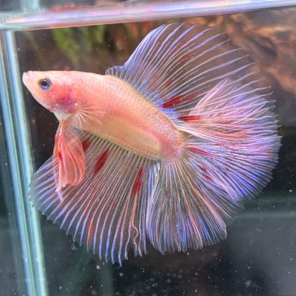 生体　熱帯魚　飼育　アナバス　タイ　ブリード　かわいい　高知熱帯魚サービス　Species complex　スプレンデンス　ラビリンス器官　ベタ　改良ベタ　グラミー　ショーベタ　BETTA　闘魚　トウギョ　初心者　簡単　スズキ目　キノボリウ...