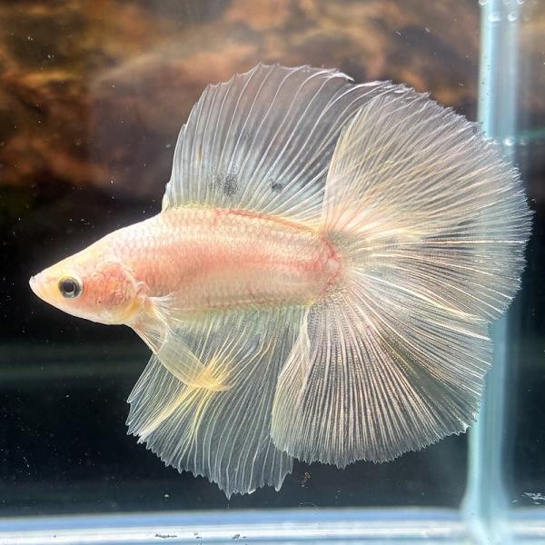 生体　熱帯魚　飼育　アナバス　タイ　ブリード　かわいい　高知熱帯魚サービス　Species complex　スプレンデンス　ラビリンス器官　ベタ　改良ベタ　グラミー　ショーベタ　BETTA　闘魚　トウギョ　初心者　簡単　スズキ目　キノボリウ...
