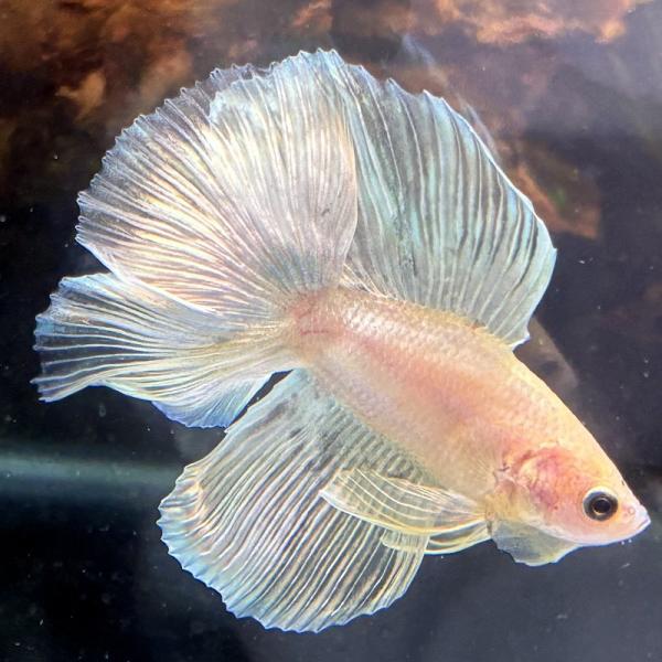 生体　熱帯魚　飼育　アナバス　タイ　ブリード　かわいい　高知熱帯魚サービス　Species complex　スプレンデンス　ラビリンス器官　ベタ　改良ベタ　グラミー　ショーベタ　BETTA　闘魚　トウギョ　初心者　簡単　スズキ目　キノボリウ...