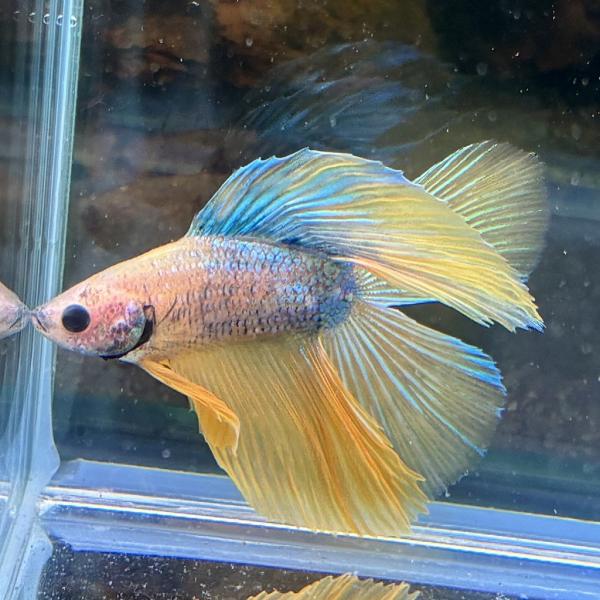 生体　熱帯魚　飼育　アナバス　タイ　ブリード　かわいい　高知熱帯魚サービス　Species complex　スプレンデンス　ラビリンス器官　ベタ　改良ベタ　グラミー　ショーベタ　BETTA　闘魚　トウギョ　初心者　簡単　スズキ目　キノボリウ...