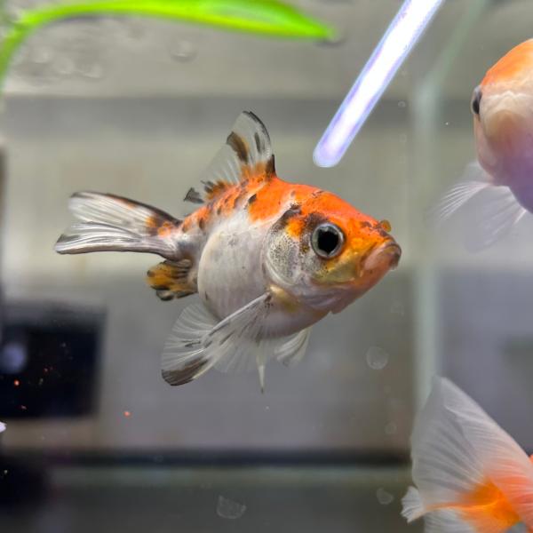 金魚　生体　アクアリウム　土佐金　飼育　goldfish