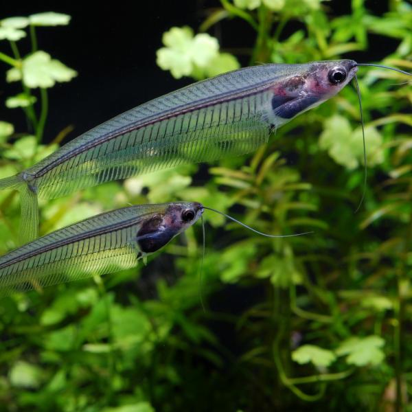 熱帯魚　生体　ナマズ　グラスキャット　透明　魚　観賞魚　初心者