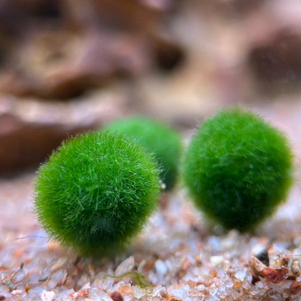 ※画像はイメージとなります。※サイズは入荷ロットにより異なります。学名：Cladophora別名：毬藻分布：日本、ヨーロッパ北部、ロシア、北アメリカ等日本では北海道の阿寒湖に生育する事で有名。美しい球状体を作る事から特別天然記念物に指定され...