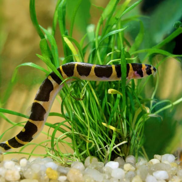 ※画像はイメージ※サイズは在庫状況により異なる為事前に知りたい場合はお問い合わせ下さい。学名：Pangio kuhlii原産地：タイ、マレーシア、インドネシア体長：最大約10cm温度：２０〜２８度水質：弱酸性〜中性東南アジアに生息するドジョ...